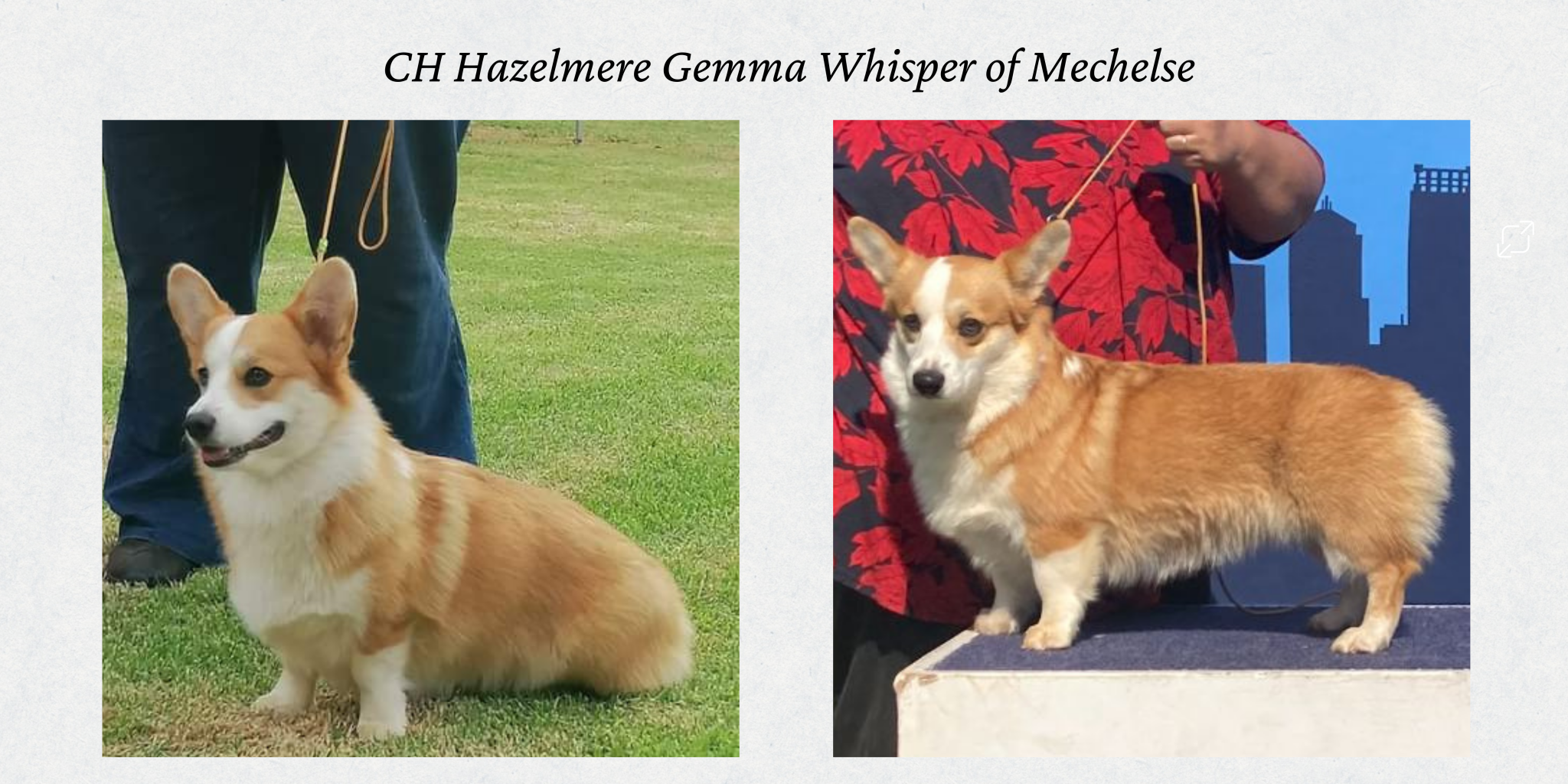Upcoming Corgi Litters – Mechelse & Mythic Malinois & Laekenois